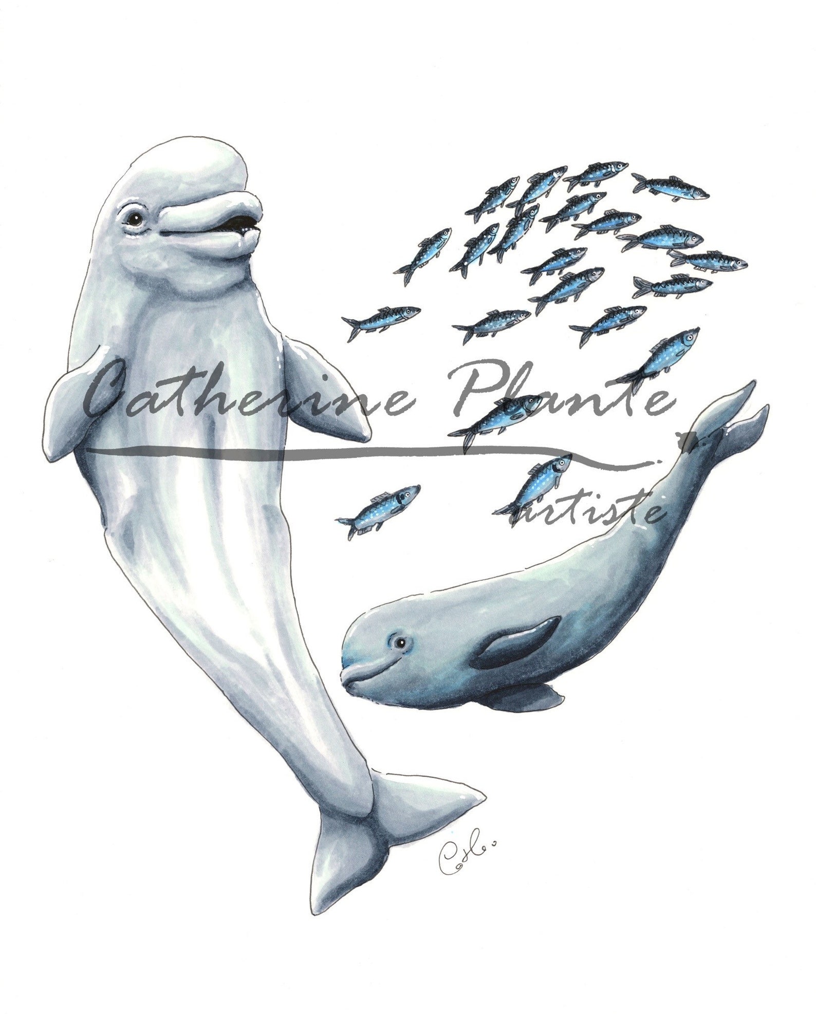 Art Print Heart of Beluga Whale 10 X 8 in Signed - Etsy
