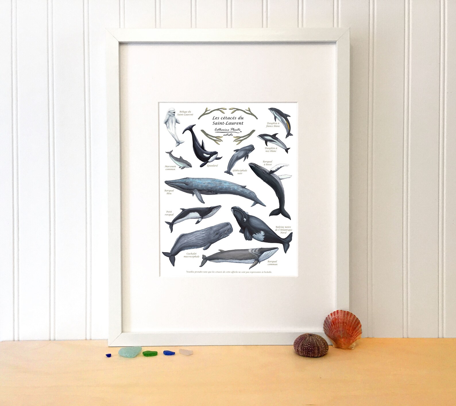 Educational Poster Cetaceans of the St. Lawrence Whale - Etsy Canada