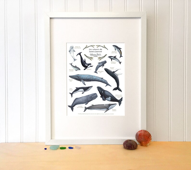 Educational Poster Cetaceans of the St. Lawrence Whale - Etsy Canada