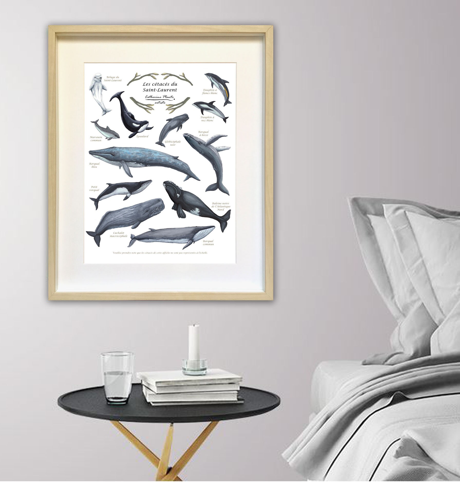 Educational poster Cetaceans of the St. Lawrence Whale | Etsy