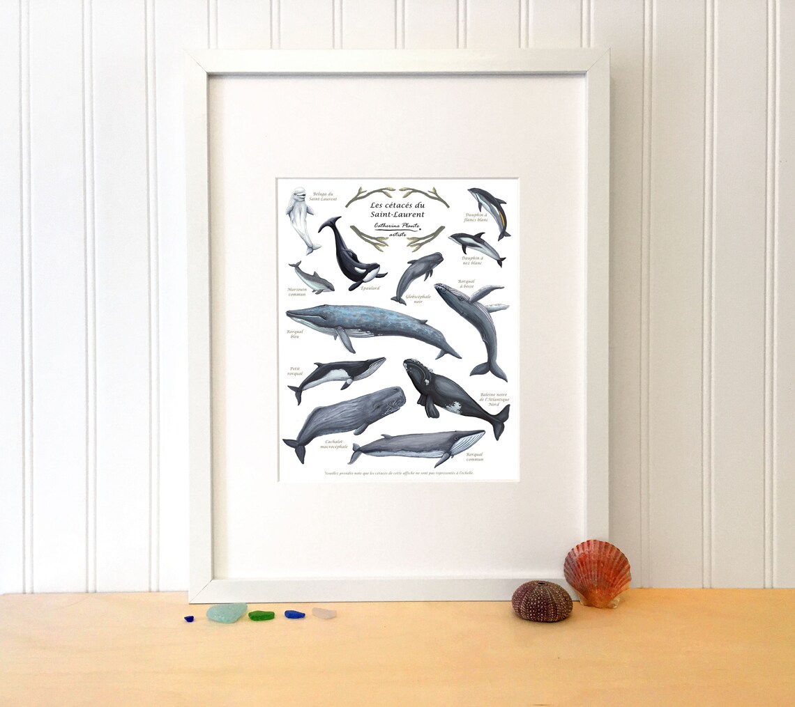 Educational poster Cetaceans of the St. Lawrence Whale | Etsy
