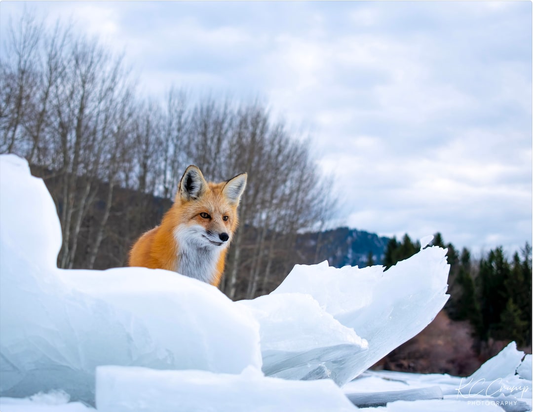 Red Fox on Ice 8x12 Professional Canvas - Etsy