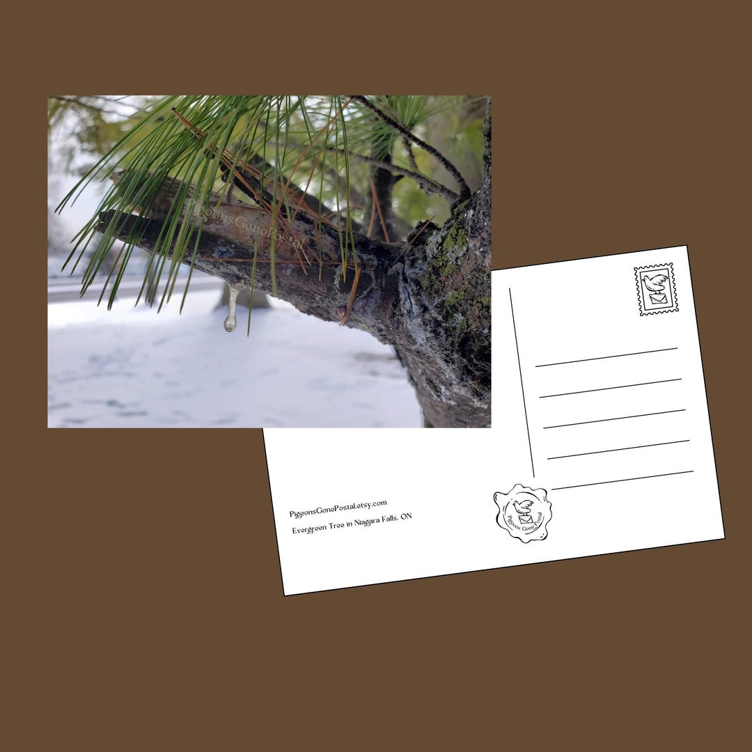 Evergreen Sap Dripping Tree in Niagara Falls Postcard - Etsy