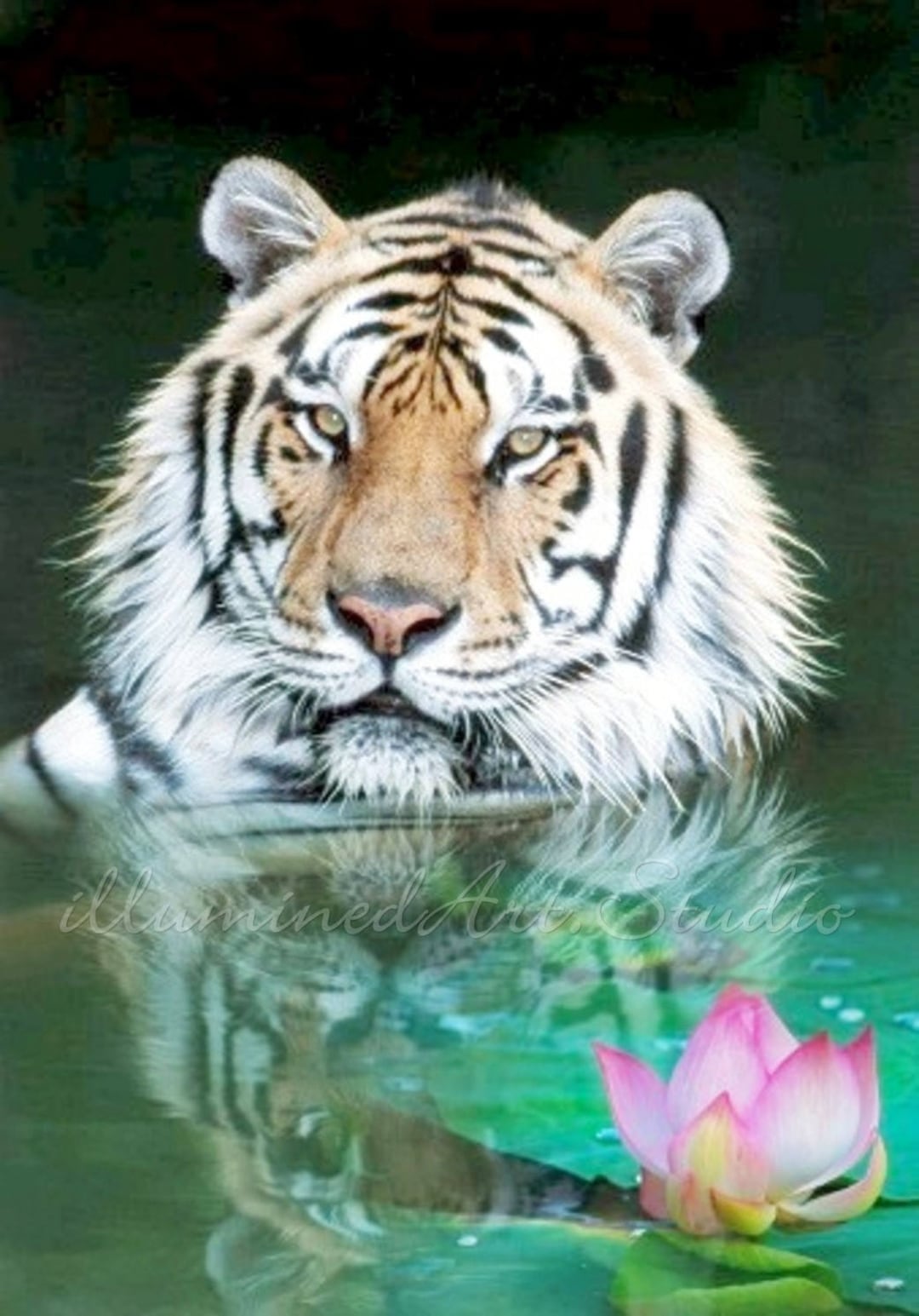 Tiger With Lotus Card - Etsy