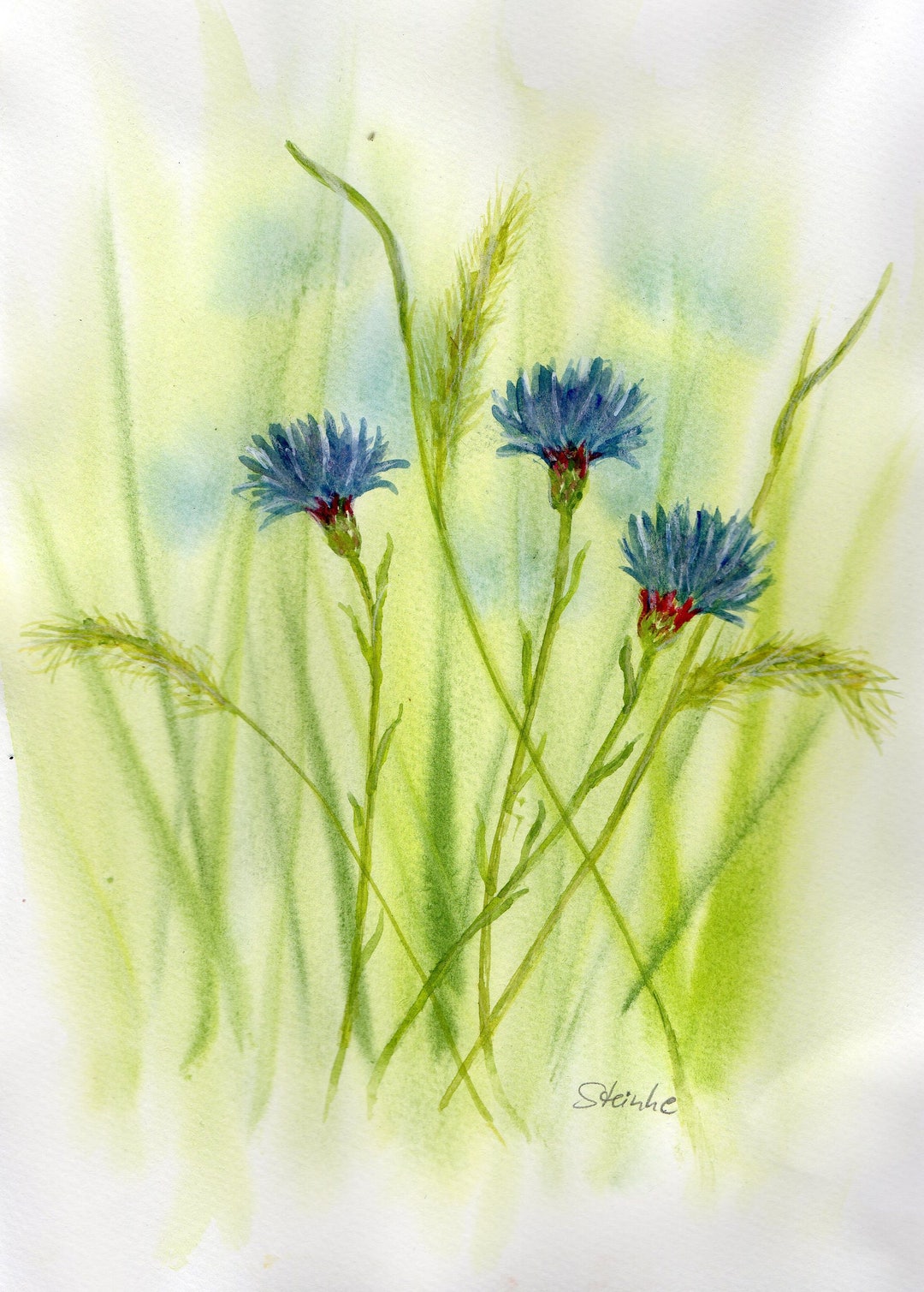 Cornflowers, Original, Watercolour Painting - Etsy