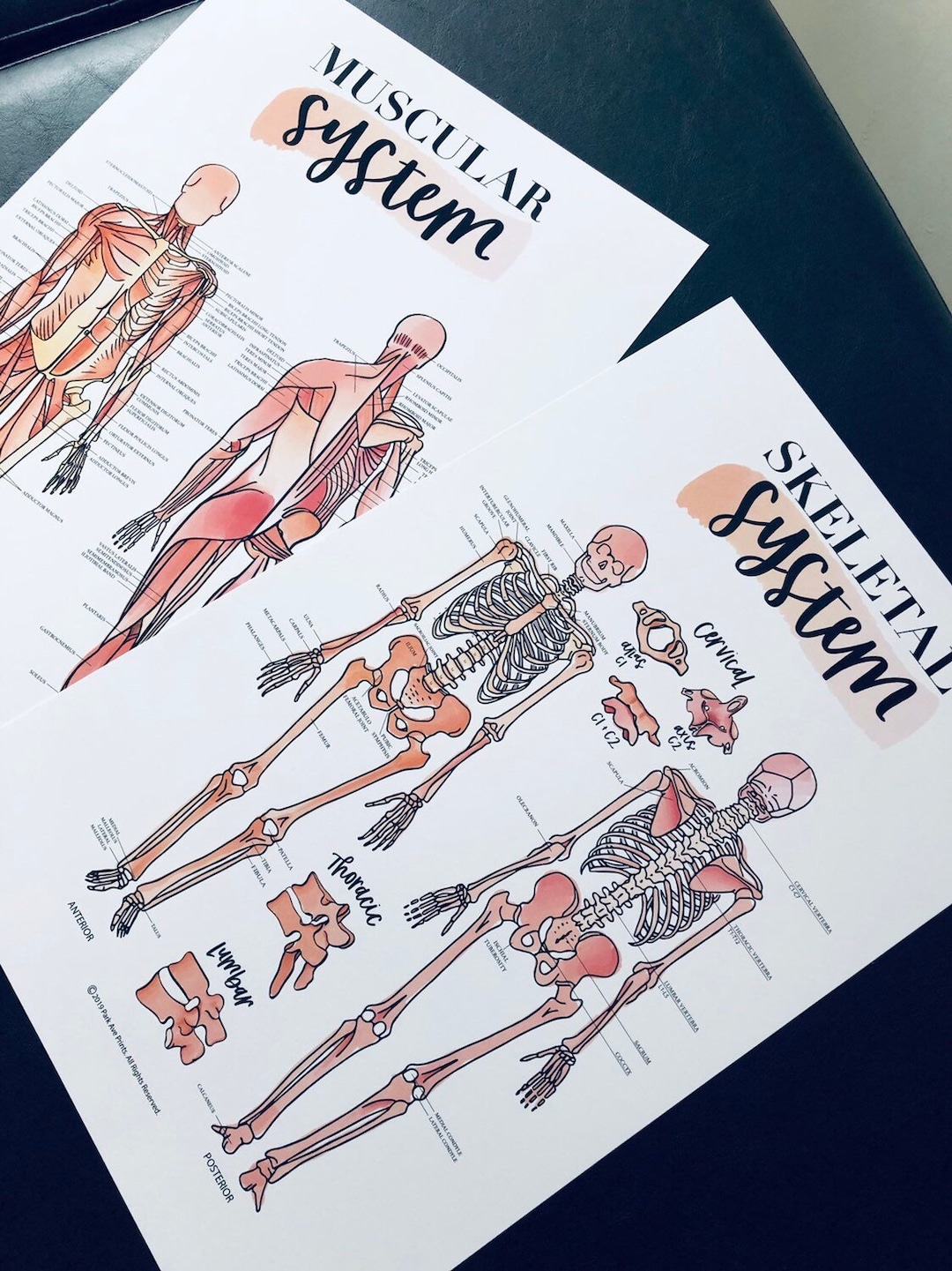 Muscular System + Skeletal System Poster Anatomy Chart Bundle - Etsy