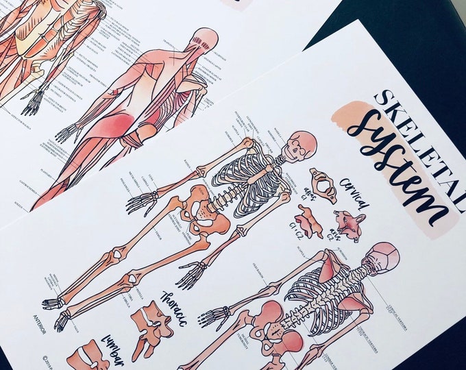The Student's Anatomy of Exercise Manual by Prof Ken Ashwell Ph.d - Etsy