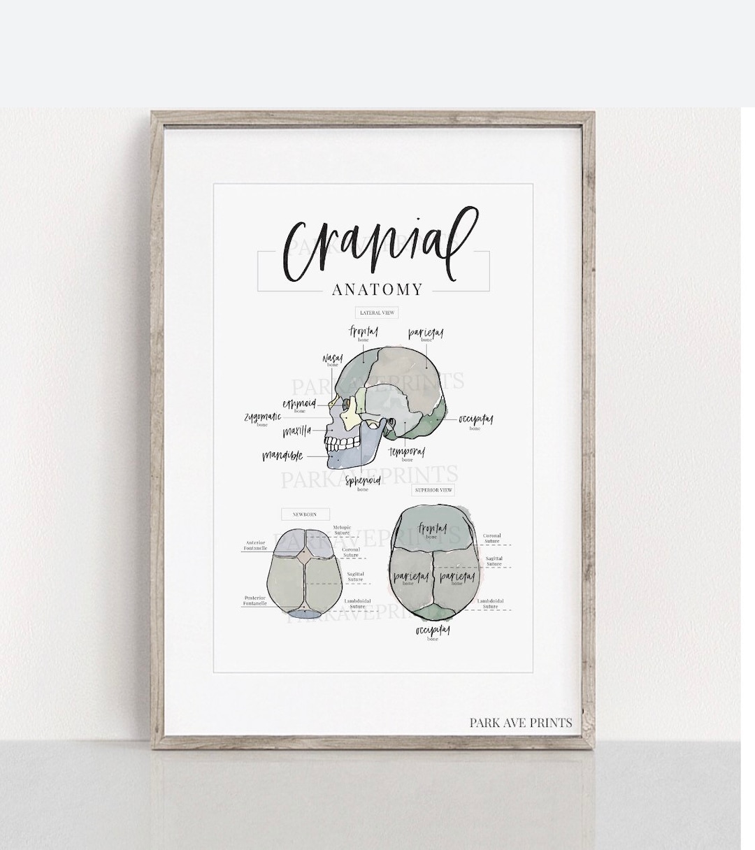 Cranial Skull Anatomy Poster | Sutures | Cranial Bones | Fontanelles ...