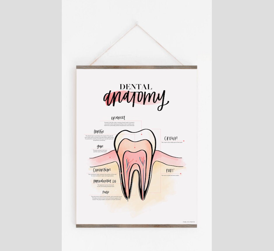 Dental Anatomy Poster Dentist Teeth Educational Poster | Etsy