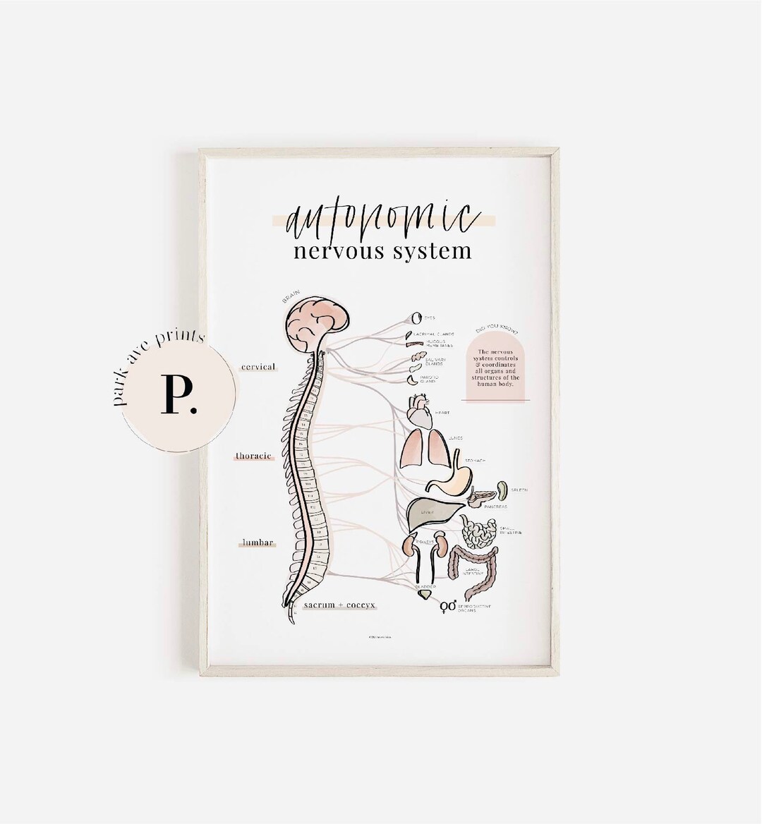 Autonomic Nervous System - Anatomy Poster for Chiropractors - Etsy
