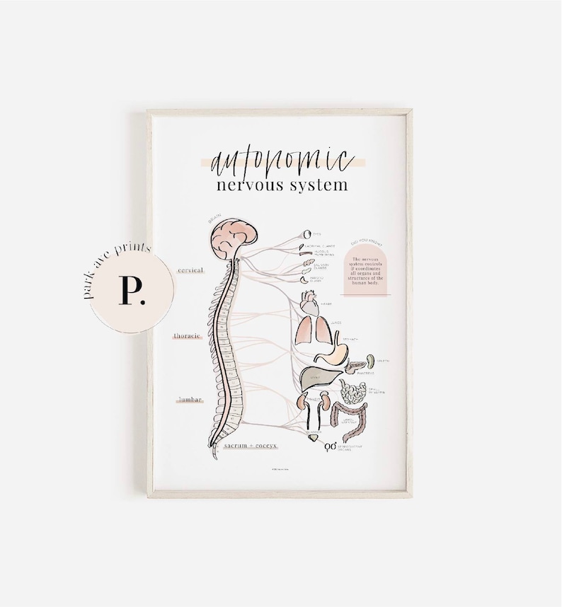 Autonomic Nervous System - Anatomy Poster for Chiropractors - Etsy