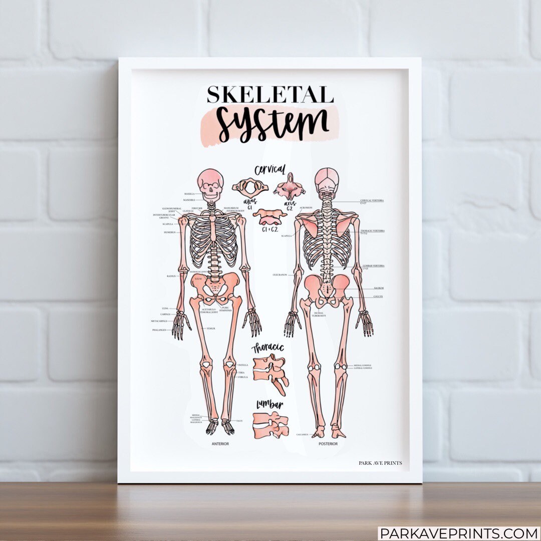 Muscular System + Skeletal System Poster Anatomy Chart Bundle - Etsy