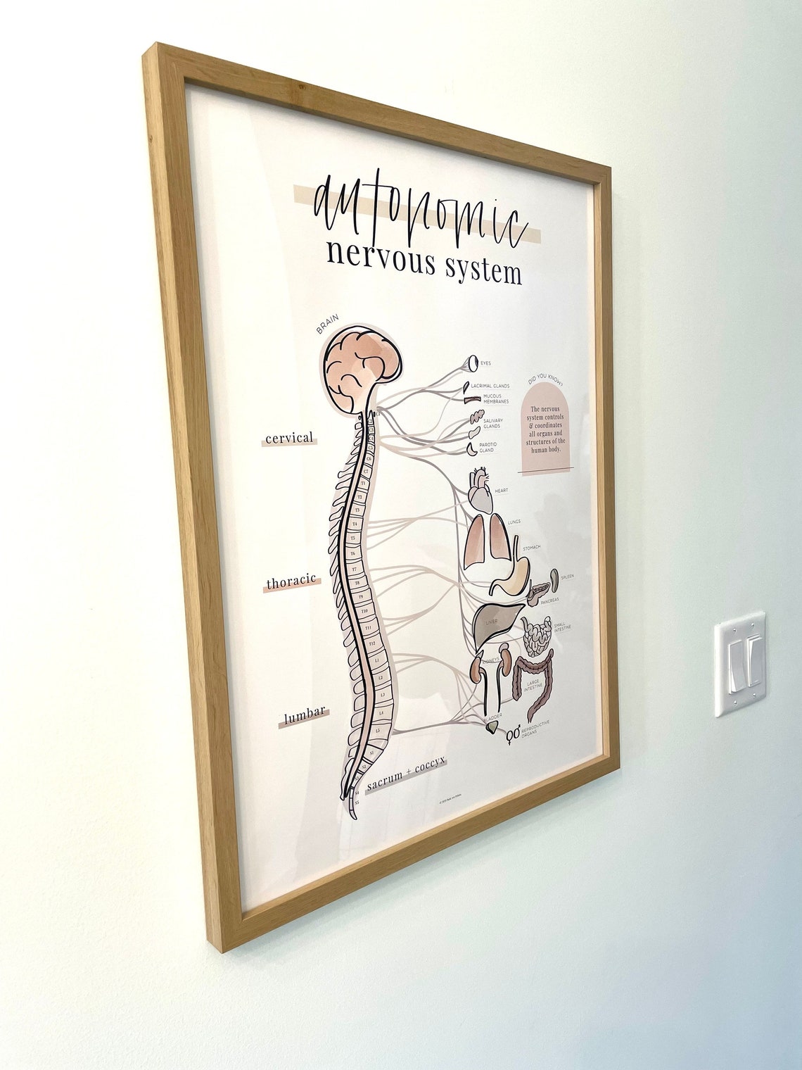 Autonomic Nervous System - Anatomy Poster for Chiropractors - Etsy