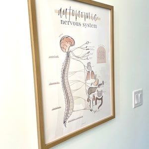 Autonomic Nervous System - Anatomy Poster for Chiropractors - Etsy