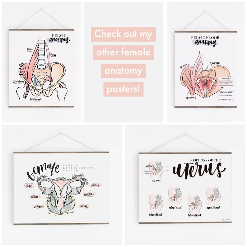 NEW Positions of the Uterus Poster Female Anatomy | Etsy