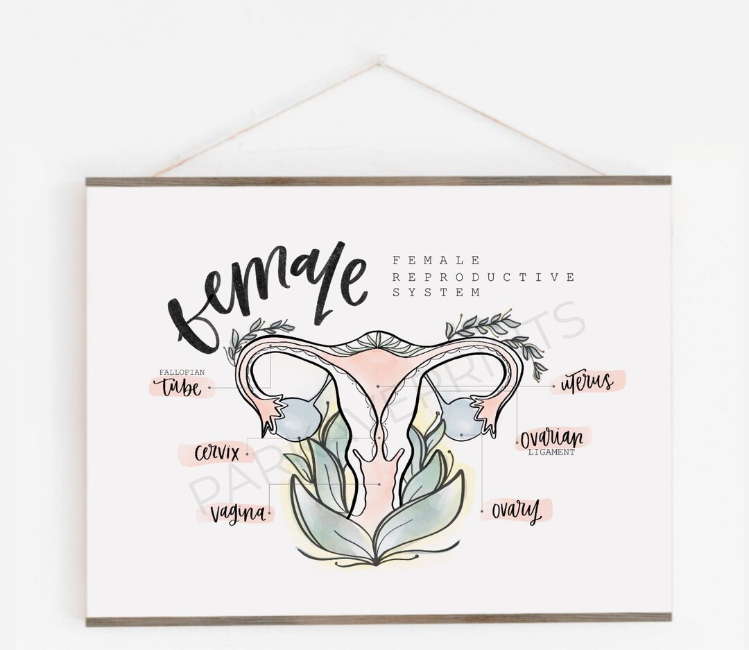 NEW! Female Reproductive System Poster - Etsy
