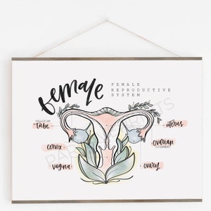 NEW! Female Reproductive System Poster - Etsy