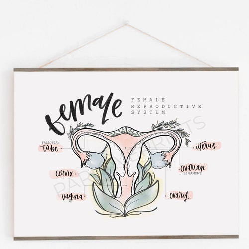 NEW Positions of the Uterus Poster Female Anatomy | Etsy