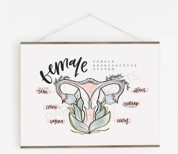 NEW Female Reproductive System Poster | Etsy