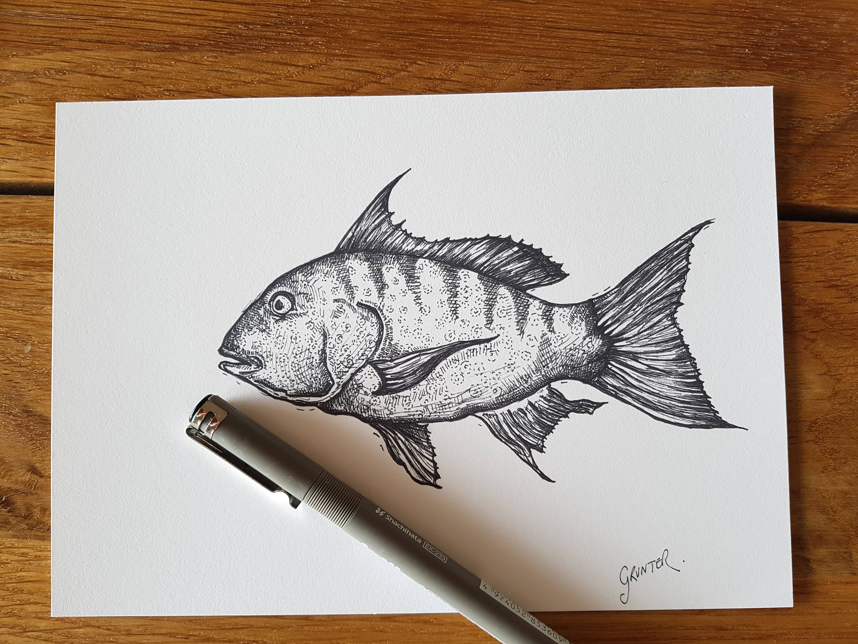 Fish Grunter Illustration - Etsy