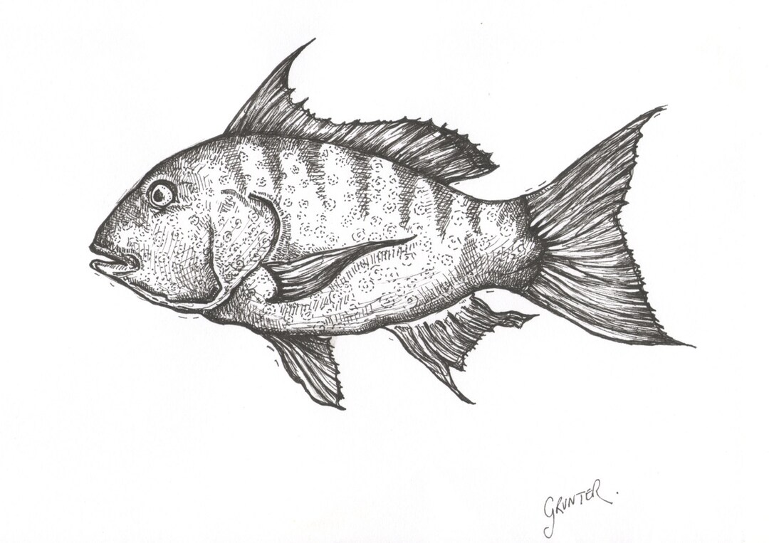Fish Grunter Illustration - Etsy