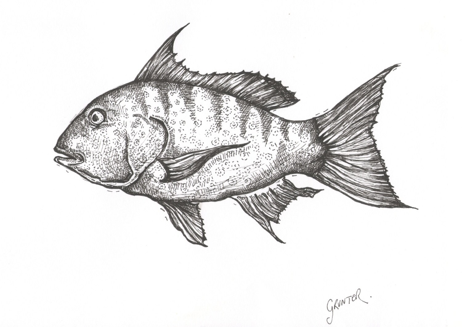 Fish Grunter Illustration - Etsy