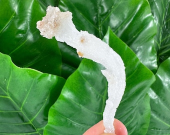 Incredible 'ram's Horn' Selenite- Gypsum From Guizhou,china,rare Gypsum ...