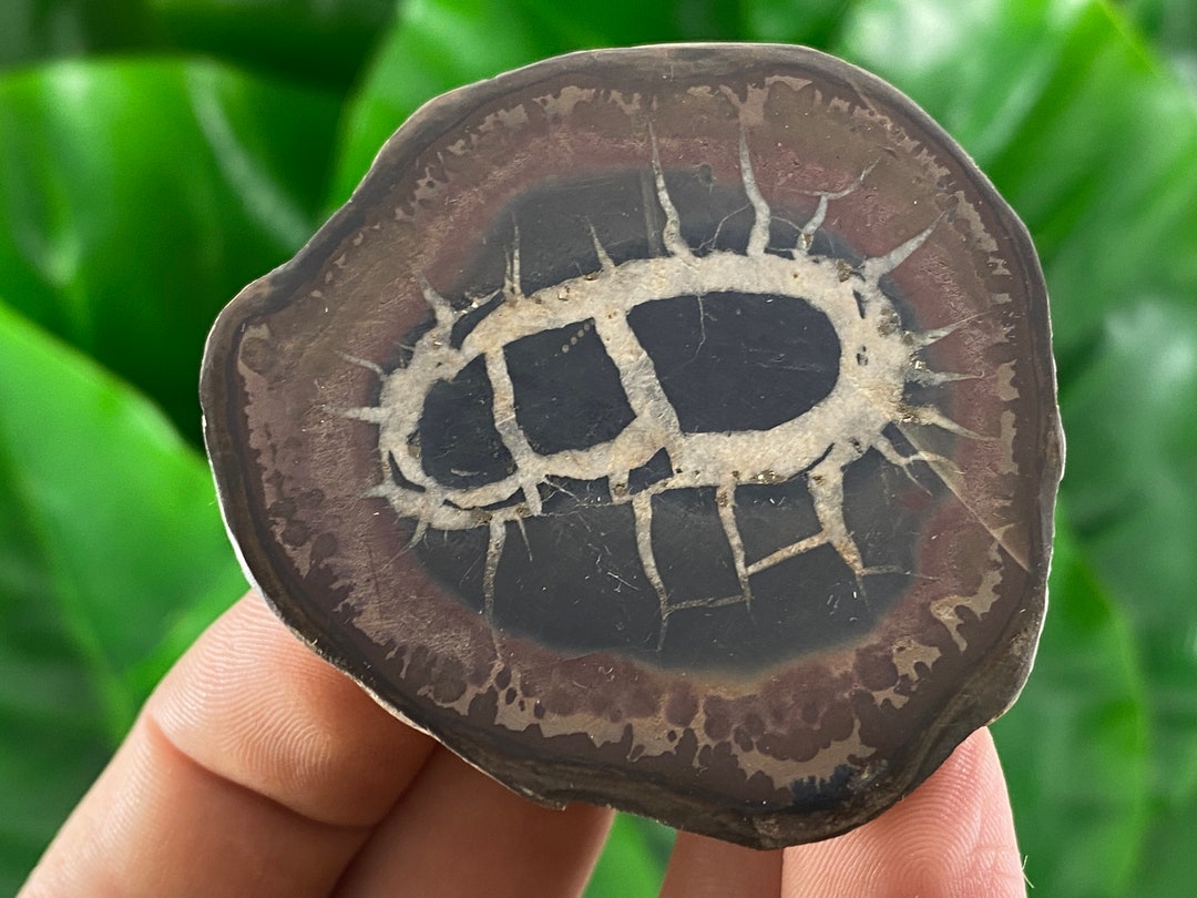 Polished Septarian Geode Pair From Morocco,dragon Stone Black Crystal ...