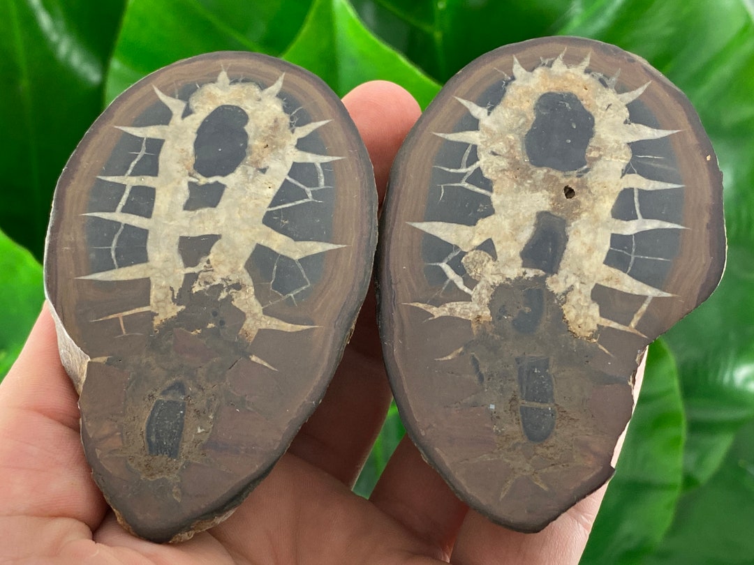 Polished Septarian Geode Pair From Morocco,dragon Stone Black Crystal ...