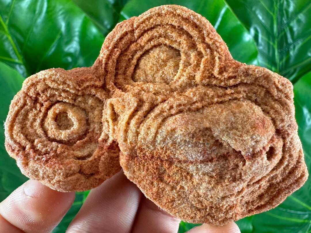 Large Stromatolite From Morocco,fossil Specimen,raw Stromatolite Fossil ...