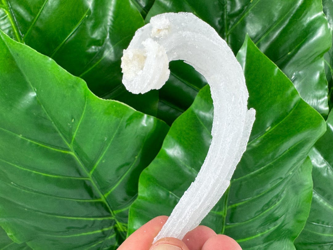 Incredible 'ram's Horn' Selenite Gypsum From Guizhou,china,rare Gypsum ...