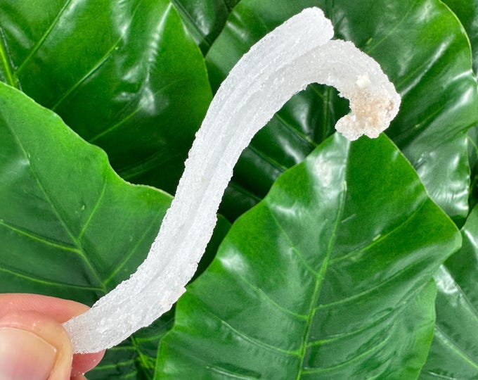 Incredible 'ram's Horn' Selenite- Gypsum From Guizhou,china,rare Gypsum ...