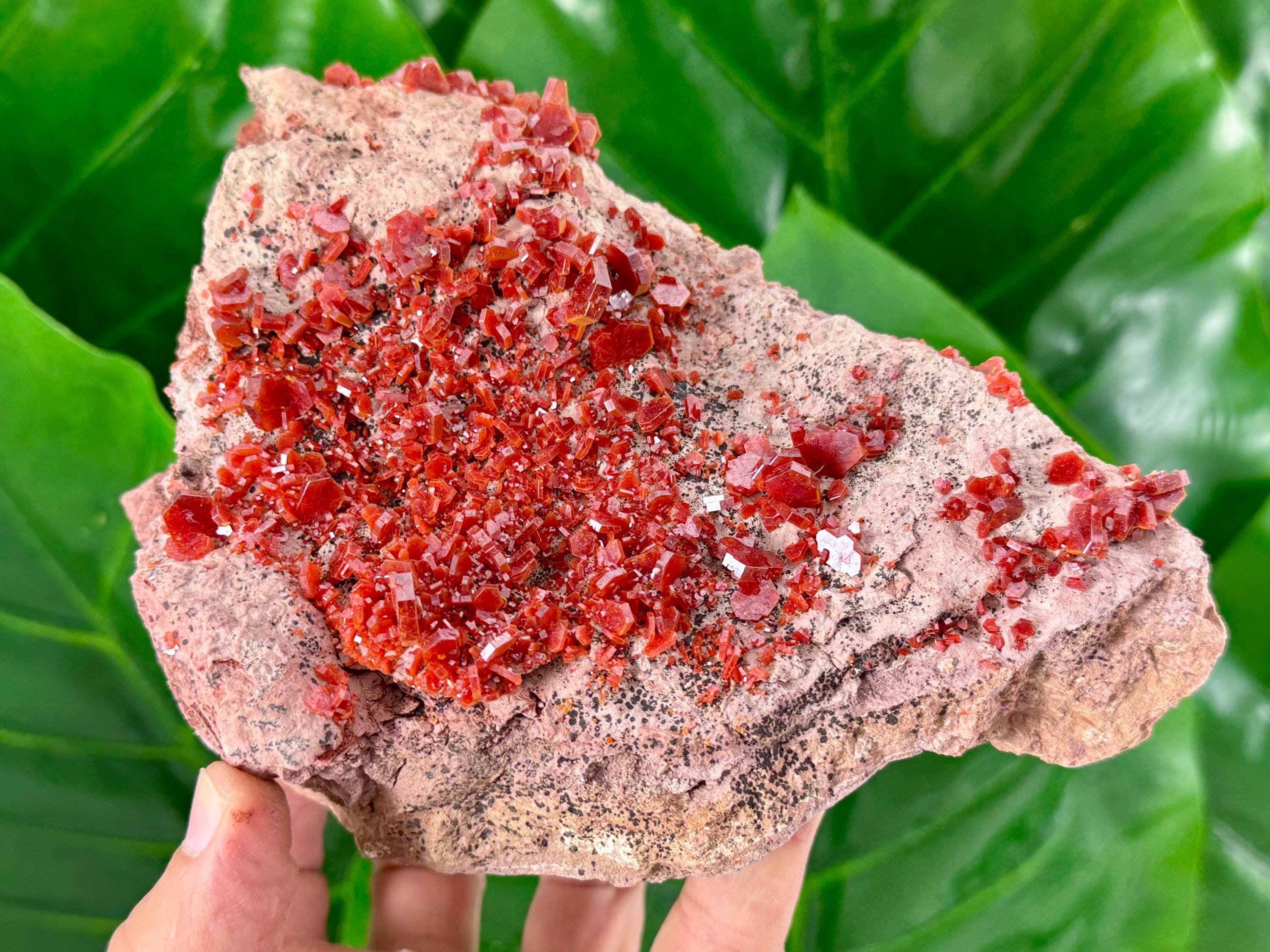 Large Red Crystals Vanadinite on Matrix From Morocco,crystal, Mineral ...