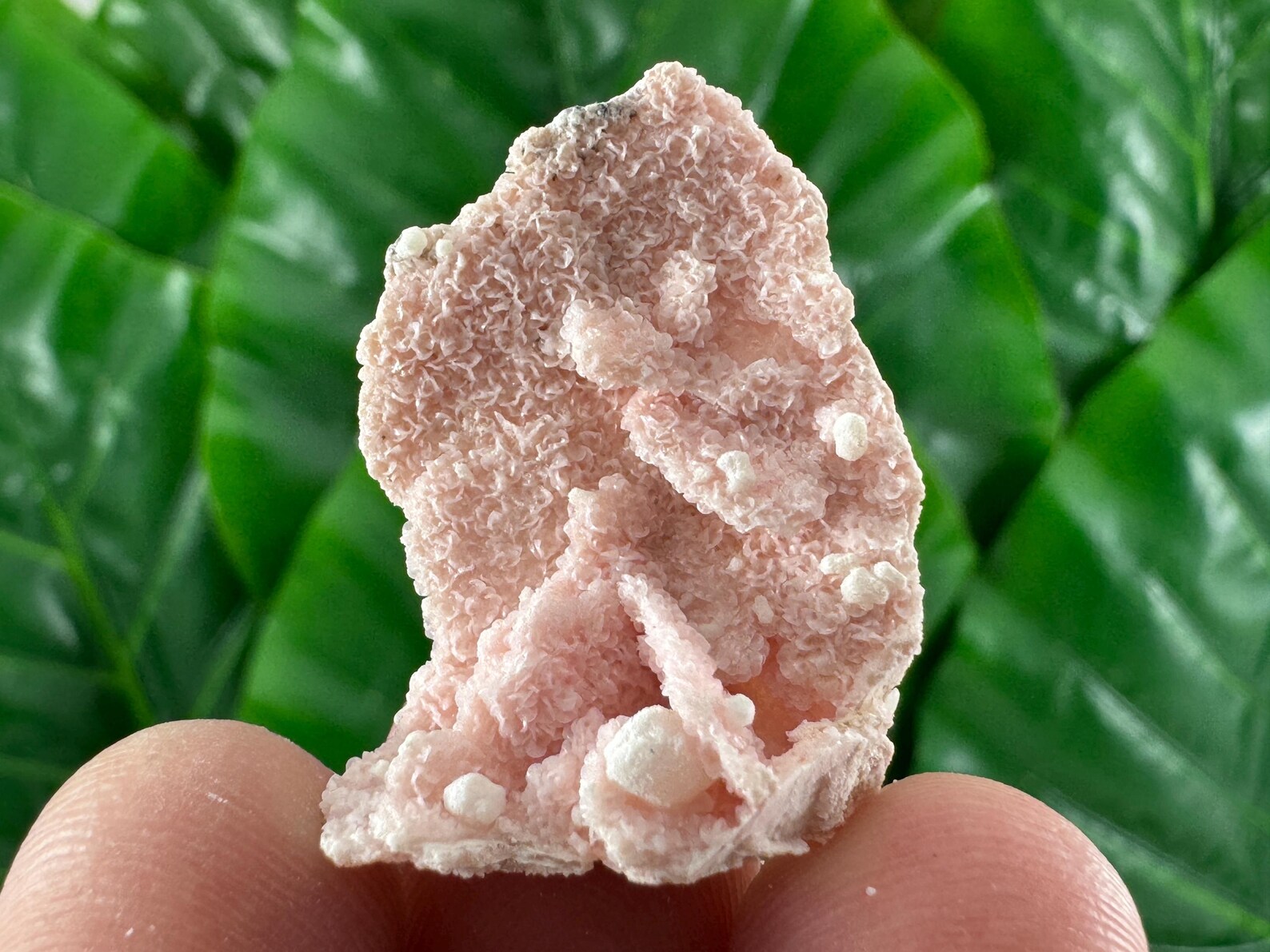 Amazing Rhodochrosite With Calcite From 9th September Mine,madan ...