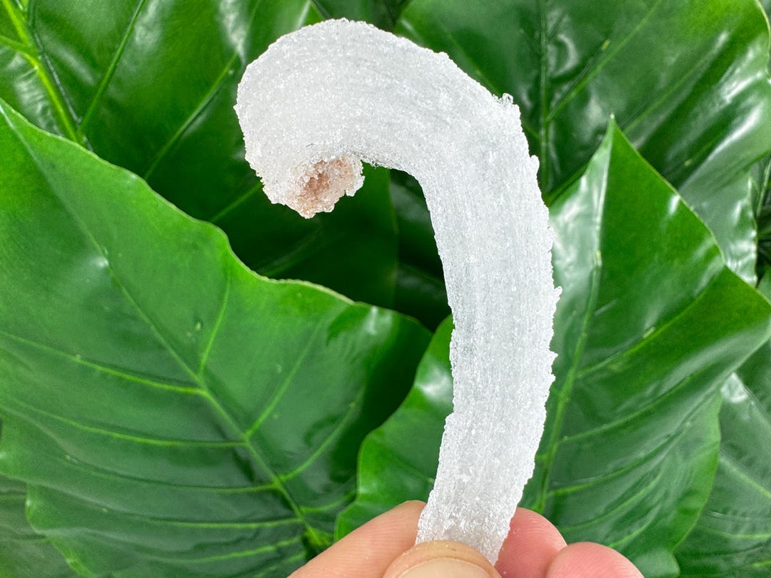 Incredible 'ram's Horn' Selenite- Gypsum From Guizhou,china,rare Gypsum ...
