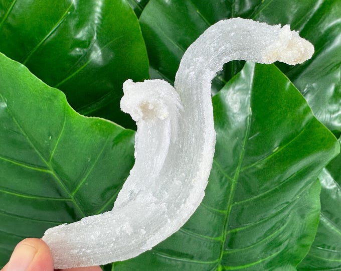 Incredible 'ram's Horn' Selenite- Gypsum From Guizhou,china,rare Gypsum ...