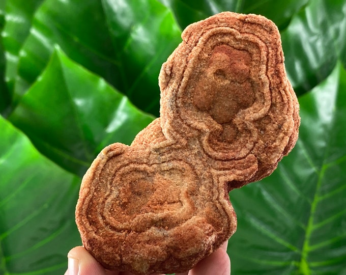 Large Stromatolite From Morocco,fossil Specimen,raw Stromatolite Fossil ...