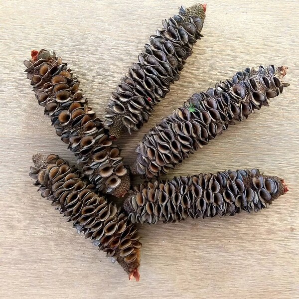 Banksia Pod - Etsy