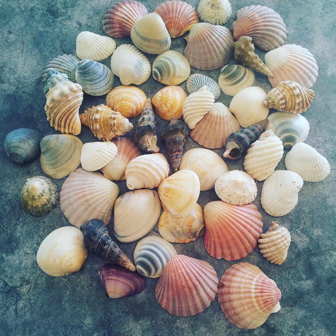50 Mixed Shells - Seashells - Australian Seashells - Seashell Craft ...