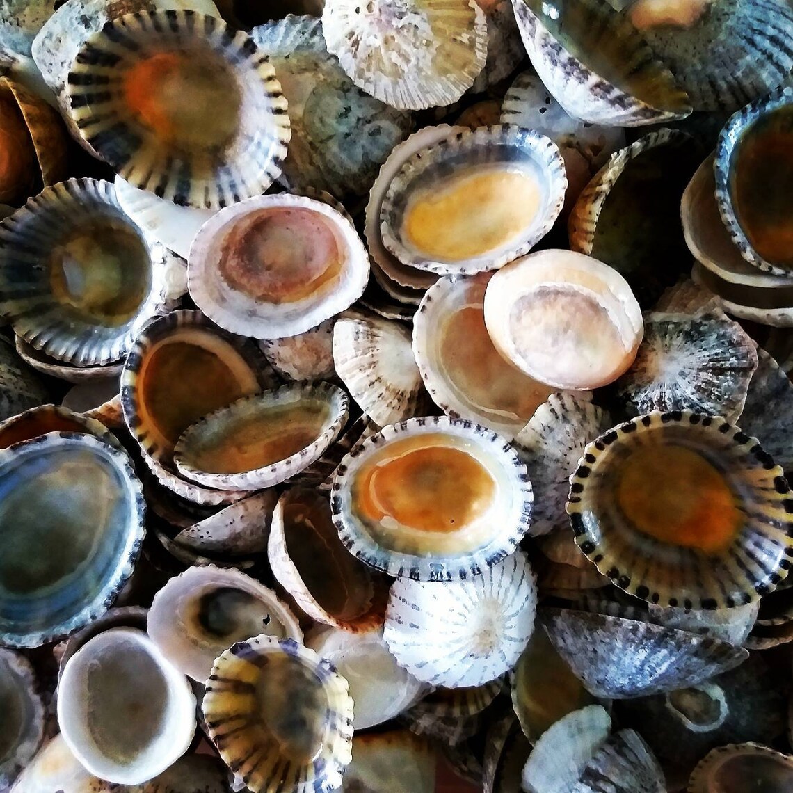 10 Limpet Seashells - Seashells - Australian Seashells - Seashell Craft ...