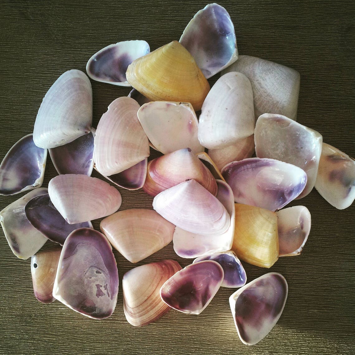 10 Pipi Seashells Seashells Australian Seashells - Etsy Australia