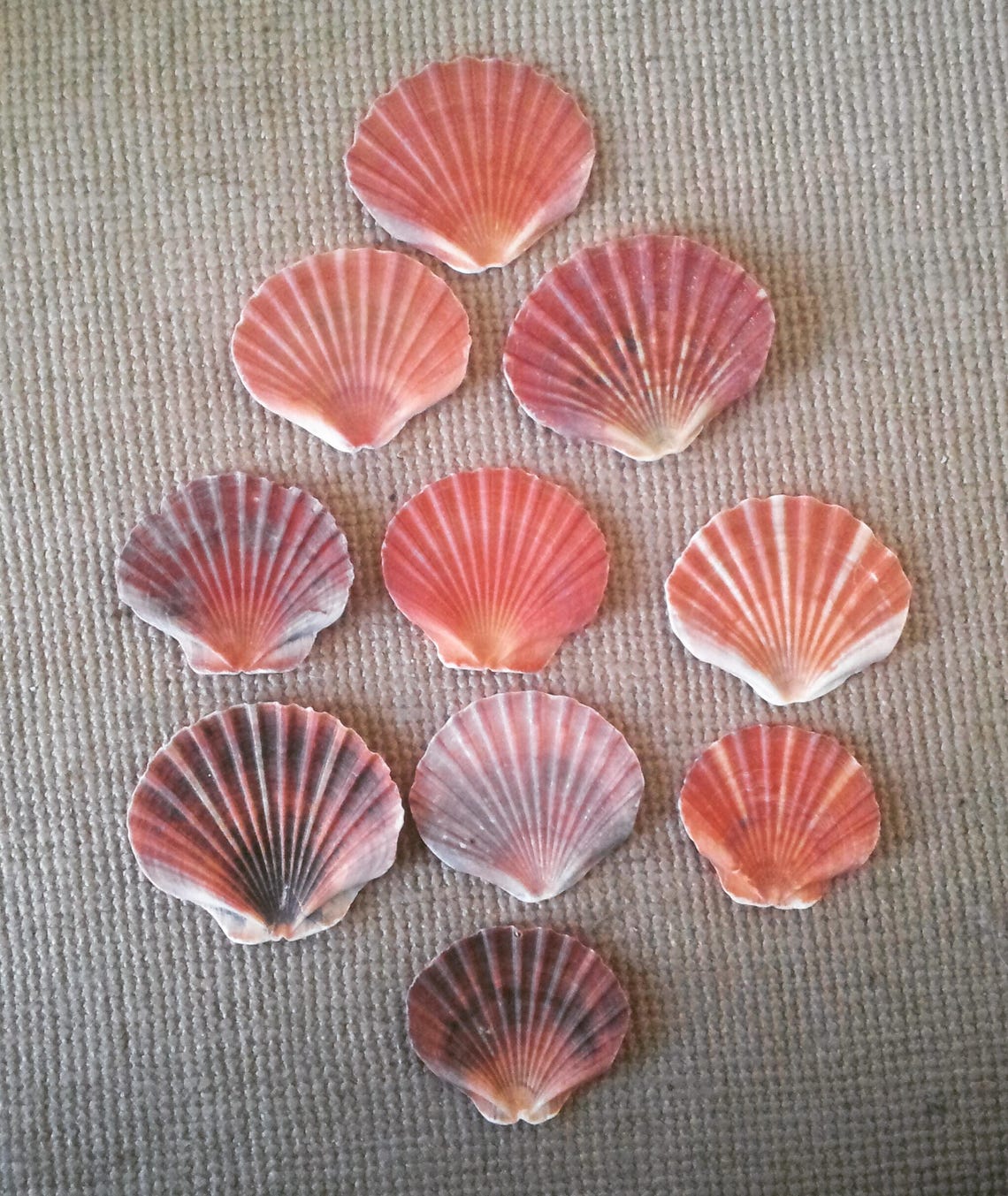 10 Fan Shells Seashells Australian Seashells Seashell - Etsy