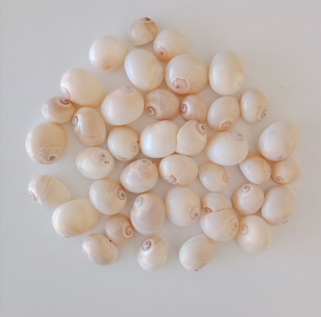 Moon Shells 50 Grams- Moon Shells - Seashells - Australian Seashells ...