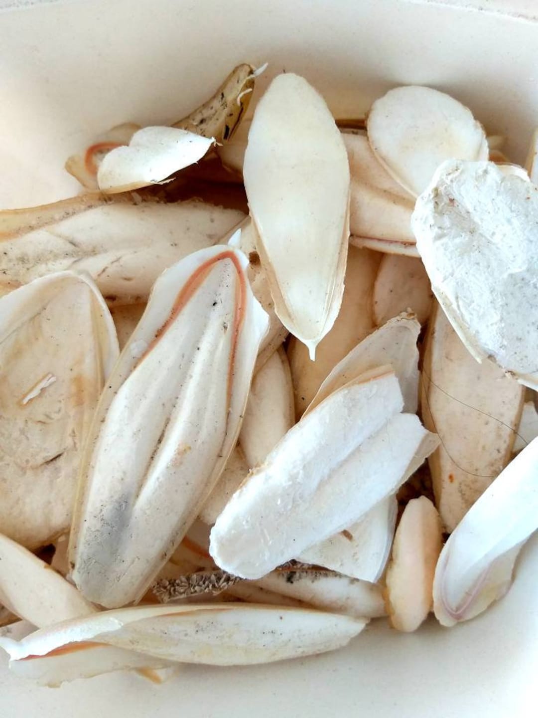 50g Cuttle Bone Pieces Calcium Supplement for Aquatic Snails Cuttlefish ...