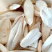 50g Cuttle Bone Pieces Calcium Supplement for Aquatic Snails Cuttlefish ...