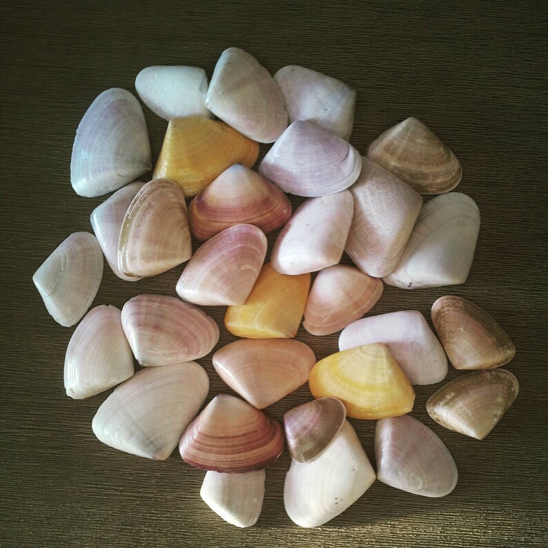 10 Pipi Seashells Seashells Australian Seashells | Etsy