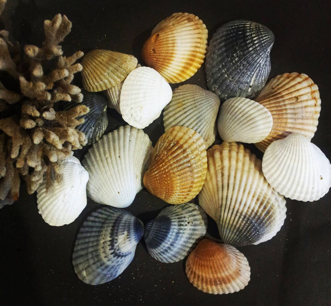 10 Cardita Seashells - Ark Seashells - Australian Seashells - Seashell ...