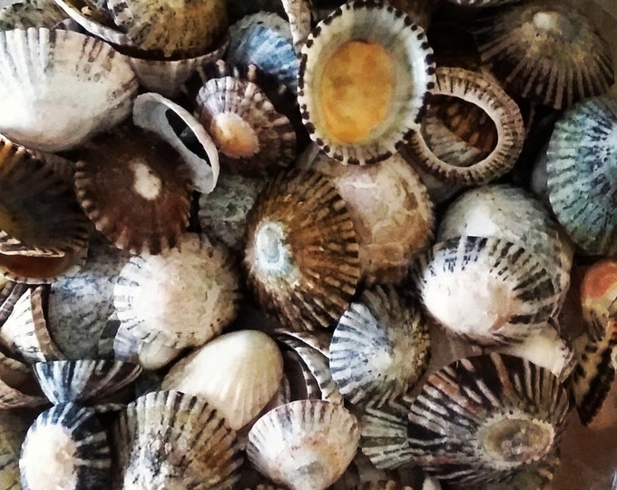 50 Mixed Shells - Seashells - Australian Seashells - Seashell Craft ...