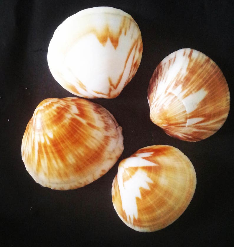 10 Bitter Sweet Clams Seashells Australian Seashells - Etsy