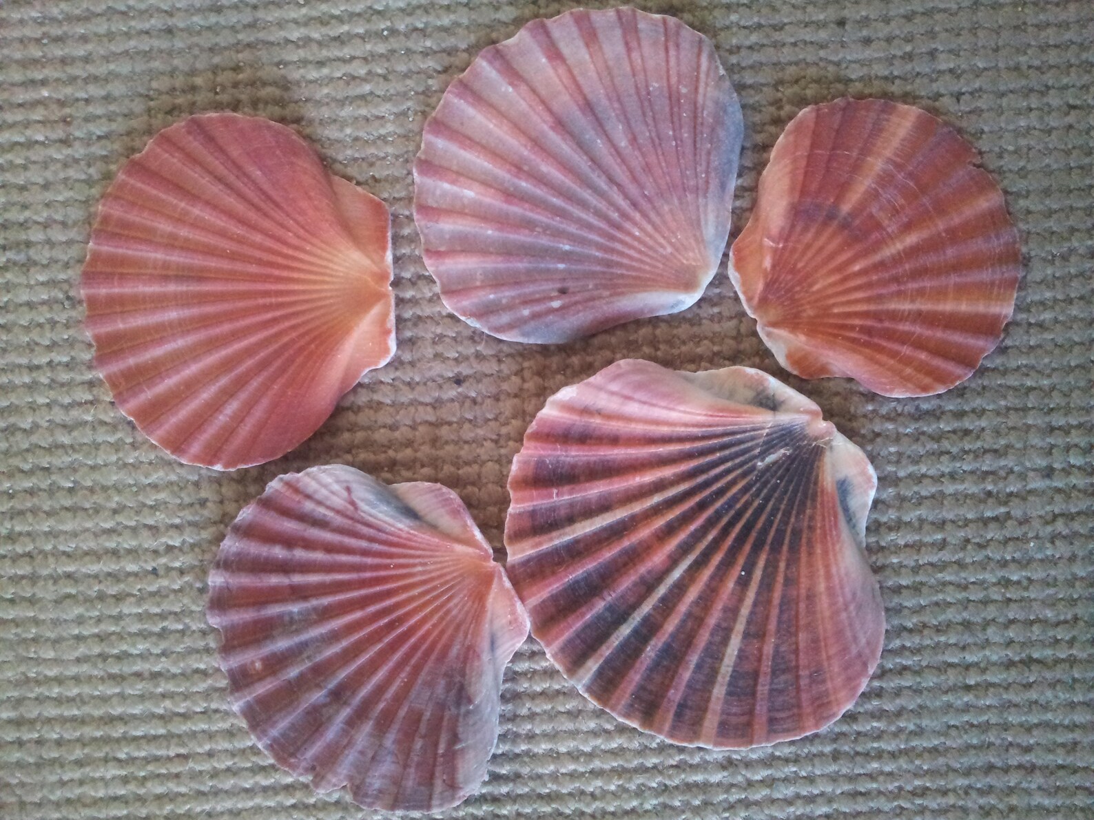 10 Fan Shells Seashells Australian Seashells Seashell - Etsy